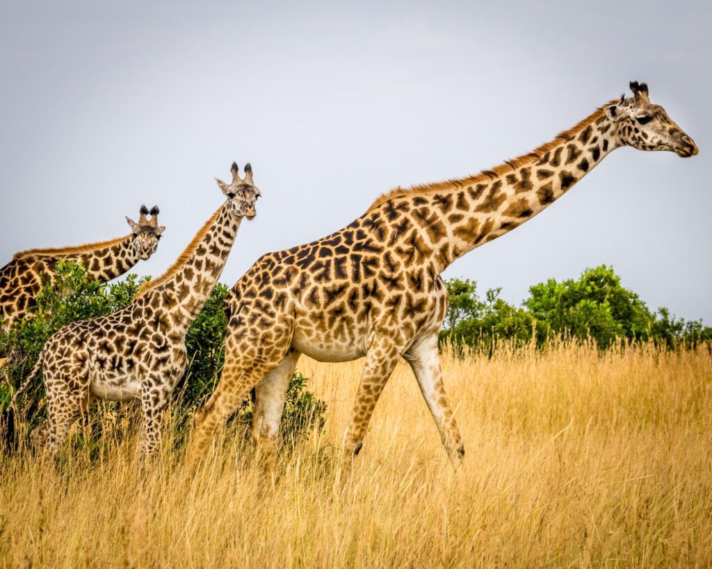 Conservationists are Using GPS Satellites to Save Giraffe Population ...